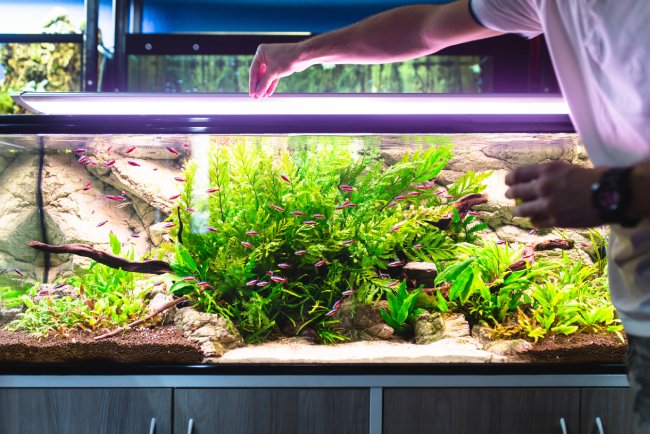 Fish Supplies & Accessories - Petland Montgomery, Alabama
