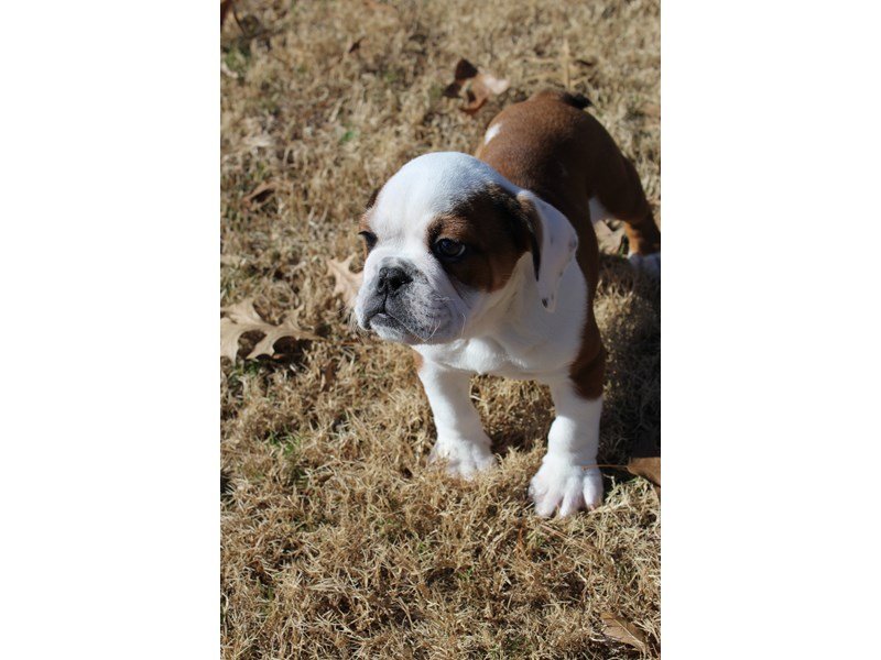English Bulldog Puppy Red / White ID:4857 Located at Petland Montgomery ...