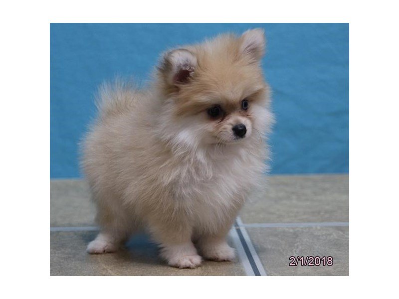 Pomeranian Puppy Cream ID:4886 Located at Petland Montgomery, Alabama