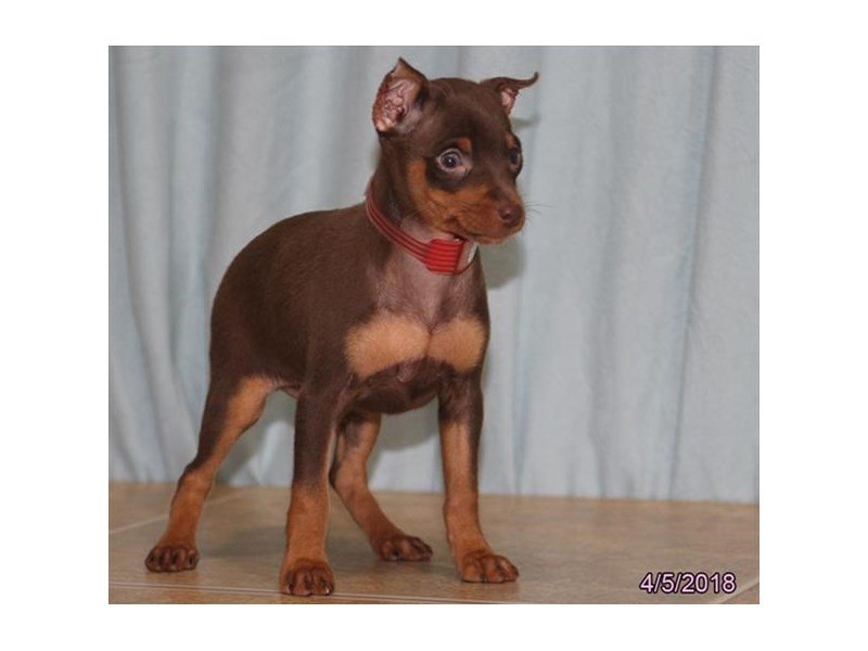 Miniature Pinscher Puppy Chocolate / Rust ID:4972 Located at Petland ...