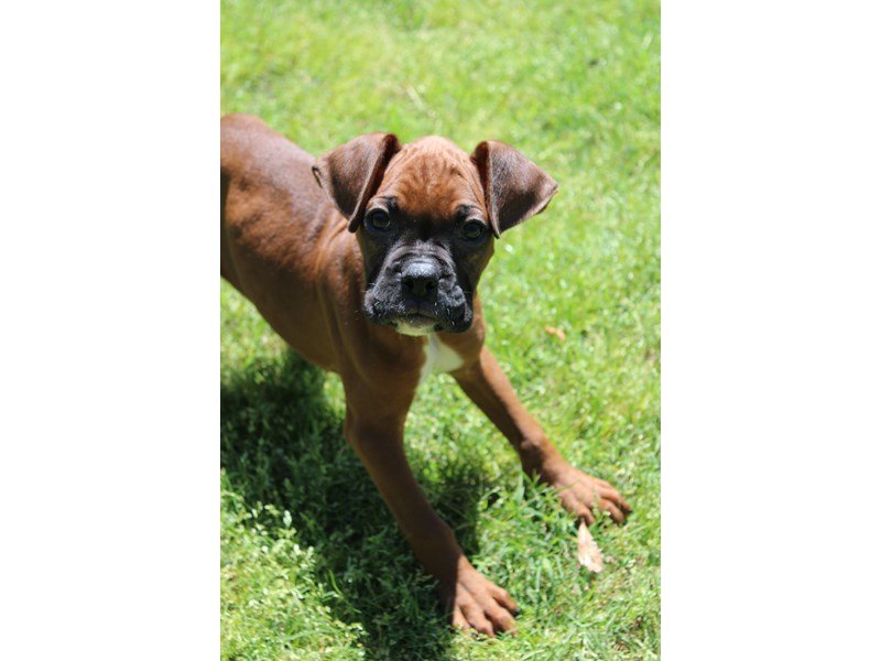 Boxer Puppy Mahogany ID:4977 Located at Petland Montgomery, Alabama