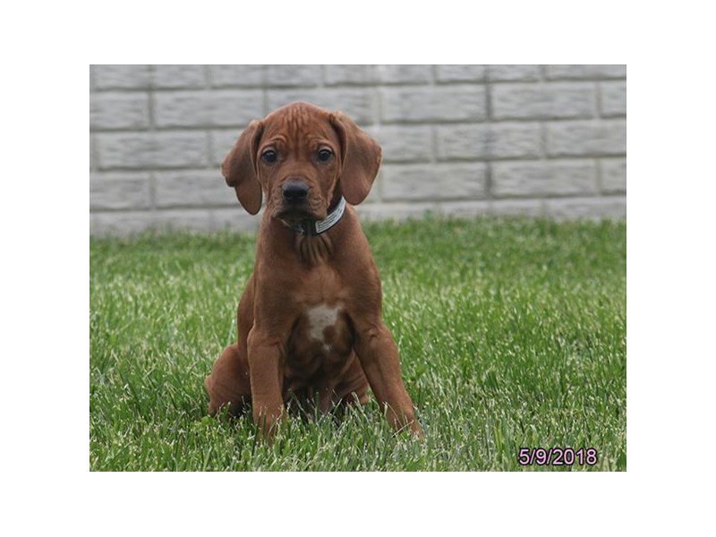 Rhodesian Ridgeback Puppy Red Wheaten ID:5005 Located at Petland ...