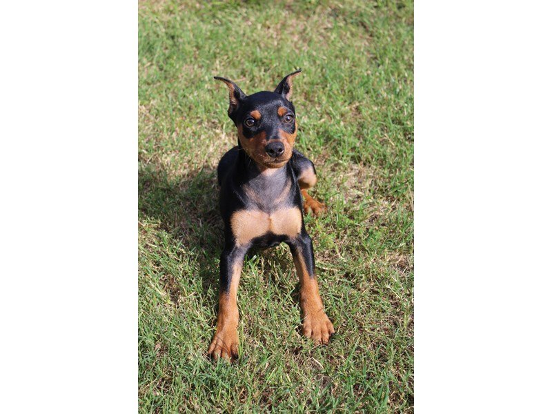 Miniature Pinscher Puppy Blue / Rust ID:5036 Located at Petland ...