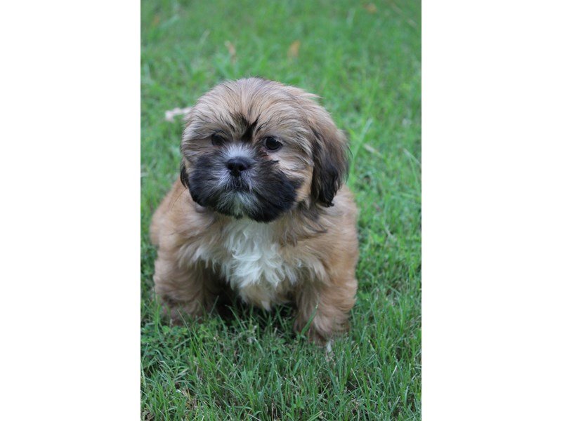 Lhasa Apso Puppy red w/ black mask ID:5075 Located at Petland ...