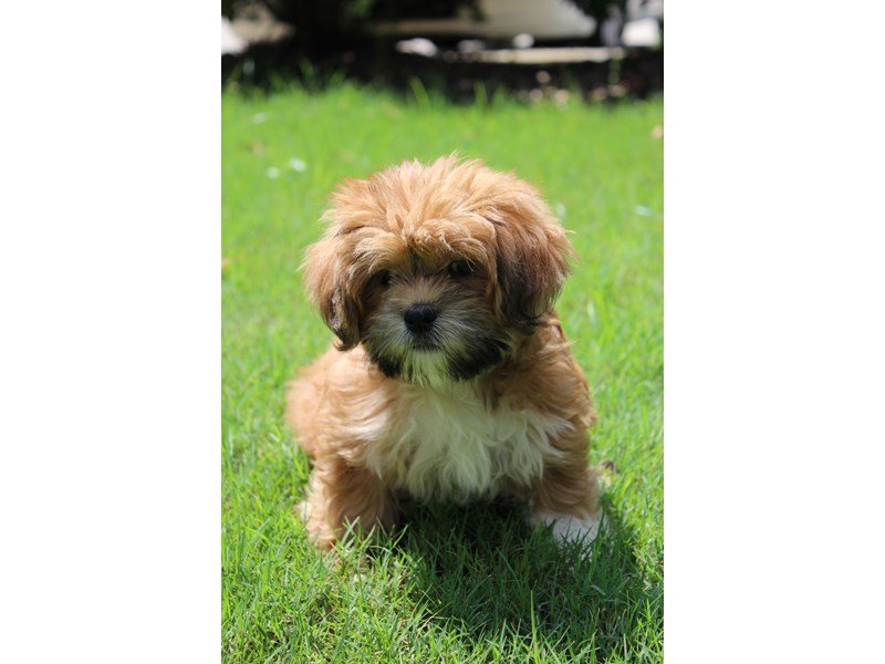 Lhasa Apso Puppy red w/ black mask ID:5076 Located at Petland ...
