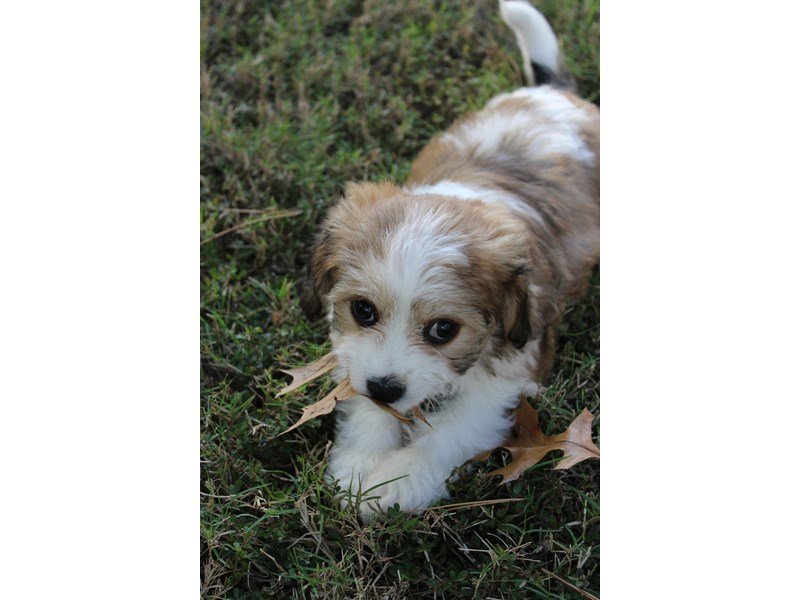 Cavachon Puppy sable and white ID:5202 Located at Petland Montgomery ...
