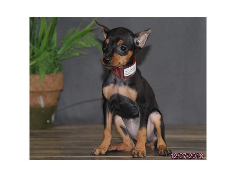 Miniature Pinscher Puppy Black / Rust ID:5287 Located at Petland ...