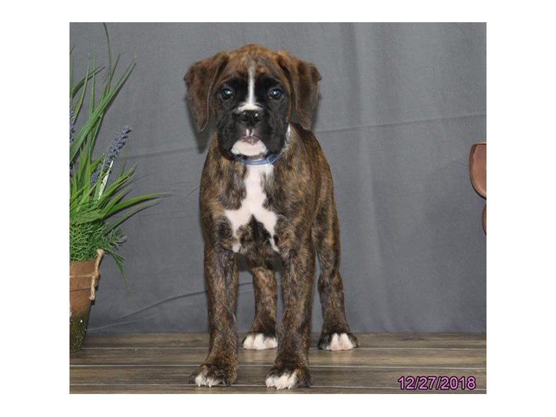Boxer Puppy Brindle ID:5288 Located at Petland Montgomery, Alabama