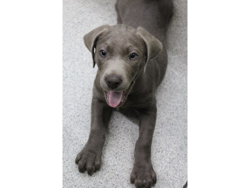 Labrador Retriever Puppy Silver ID:5379 Located at Petland Montgomery ...