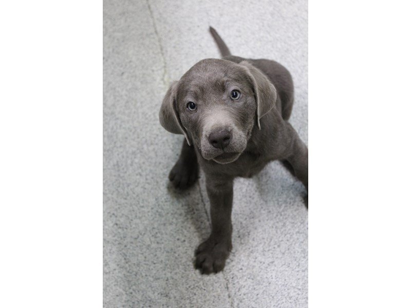Labrador Retriever Puppy Silver ID:5380 Located at Petland Montgomery ...