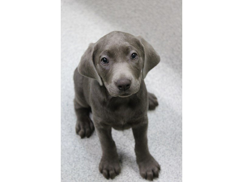 Labrador Retriever Puppy Silver ID:5381 Located at Petland Montgomery ...