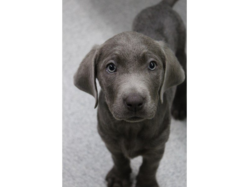Labrador Retriever Puppy Silver ID:5378 Located at Petland Montgomery ...