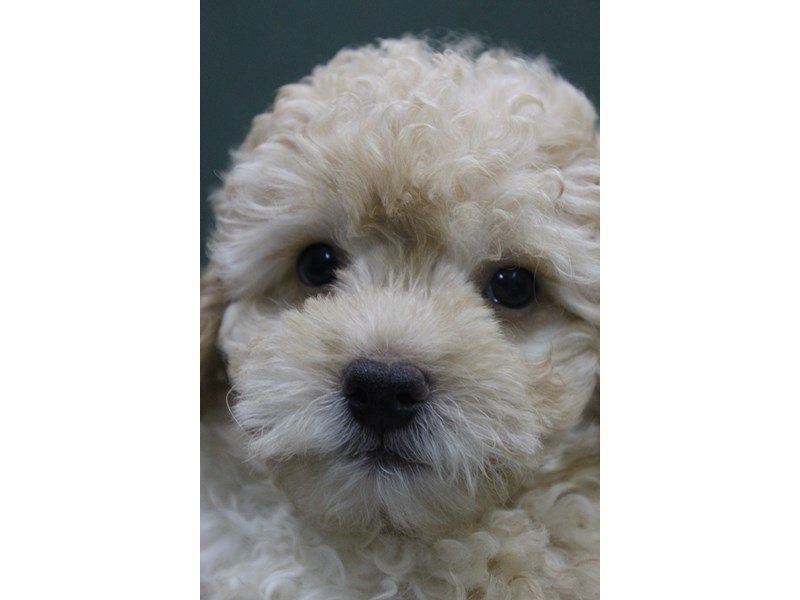 Miniature Poodle Puppy CREAM ID:5468 Located at Petland Montgomery, Alabama