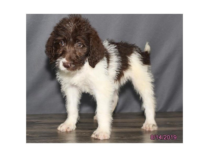Labradoodle Puppy Chocolate ID:5628 Located at Petland Montgomery, Alabama