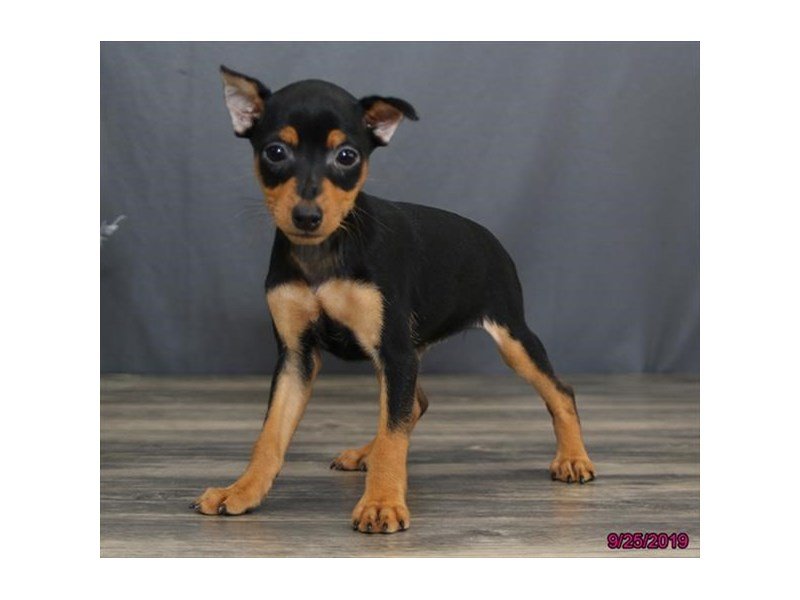 Miniature Pinscher Puppy Black / Rust ID:5659 Located at Petland ...