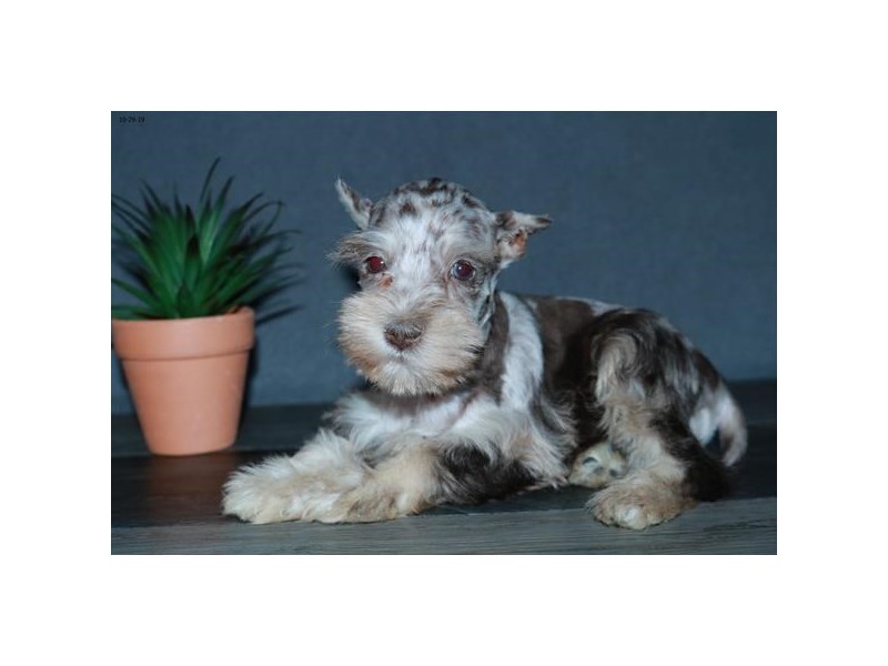 Miniature Schnauzer Puppy Chocolate Merle ID:5693 Located at Petland ...