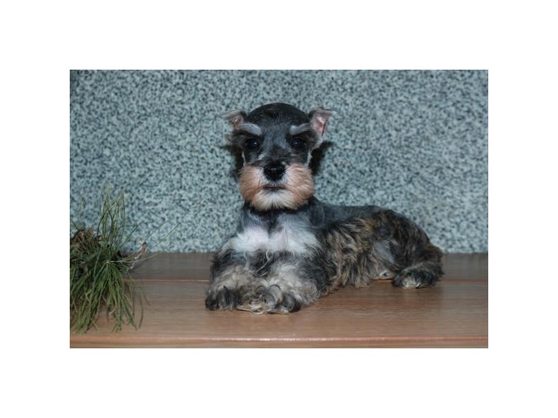 Miniature Schnauzer Puppy Sable ID:5807 Located at Petland Montgomery ...