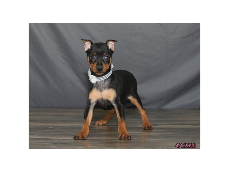 Miniature Pinscher Puppy Black / Rust ID:5879 Located at Petland ...