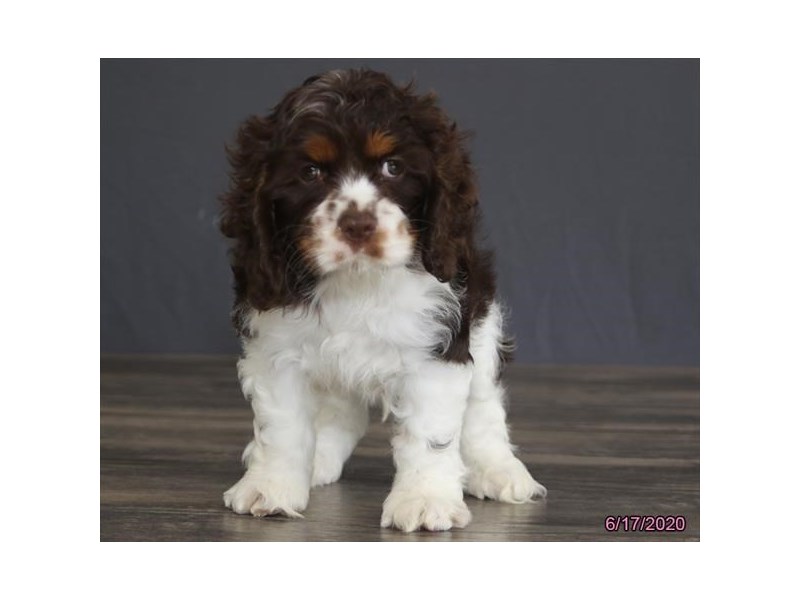 Cocker Spaniel Puppy Chocolate / White ID:5941 Located at Petland ...