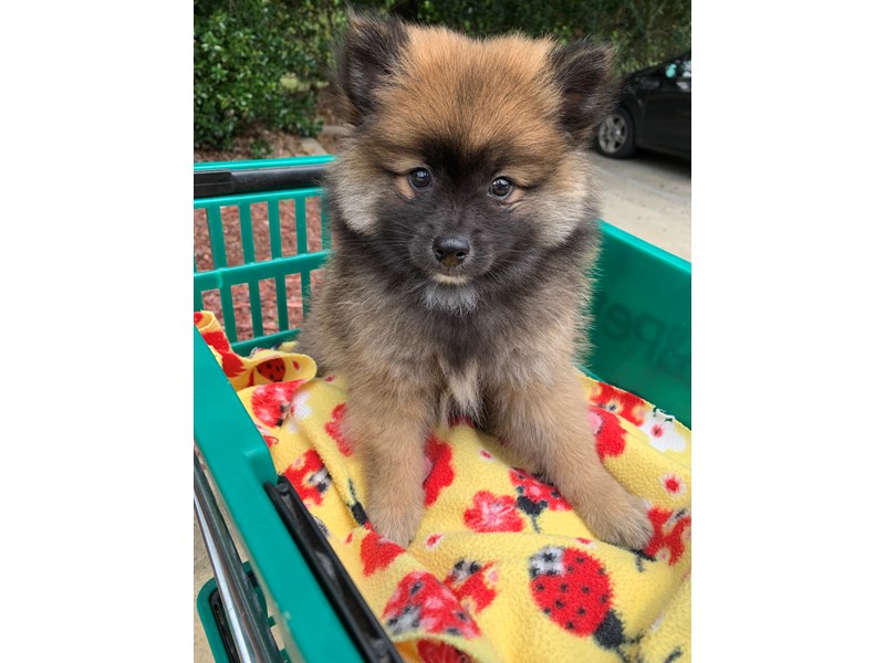 Full Grown Wolf Sable Pomeranian
