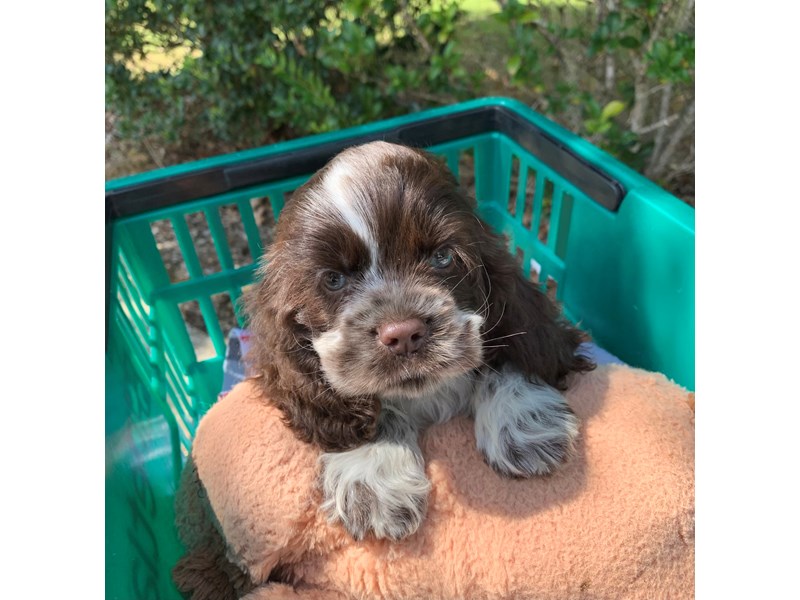 Cocker Spaniel Puppy Chocolate/White ID:6626 Located at Petland ...