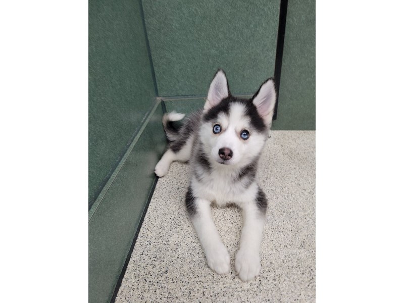 Pomsky Puppy Gray / White ID:6639 Located at Petland Montgomery, Alabama