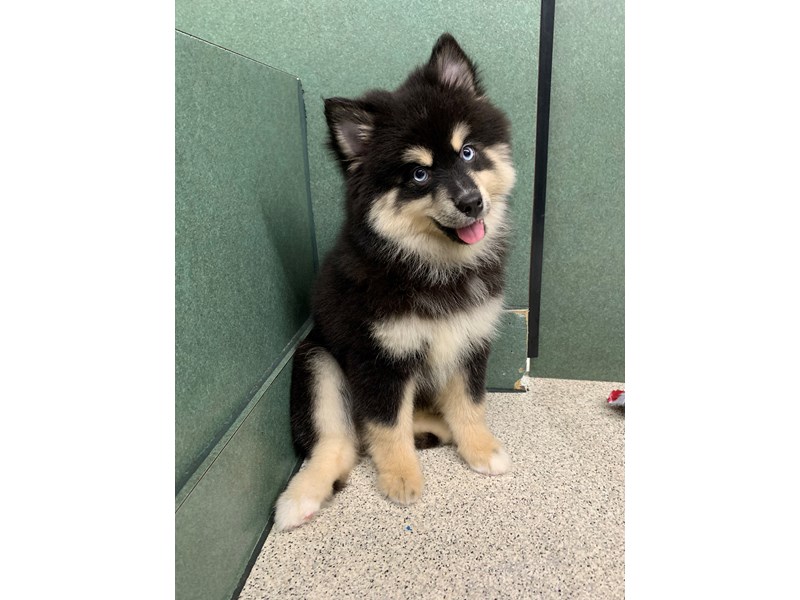 Pomsky Puppy Black / Tan ID:6640 Located at Petland Montgomery, Alabama
