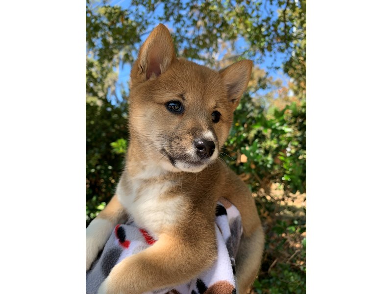 Shiba Inu Puppy Red Sesame ID:6657 Located at Petland Montgomery, Alabama