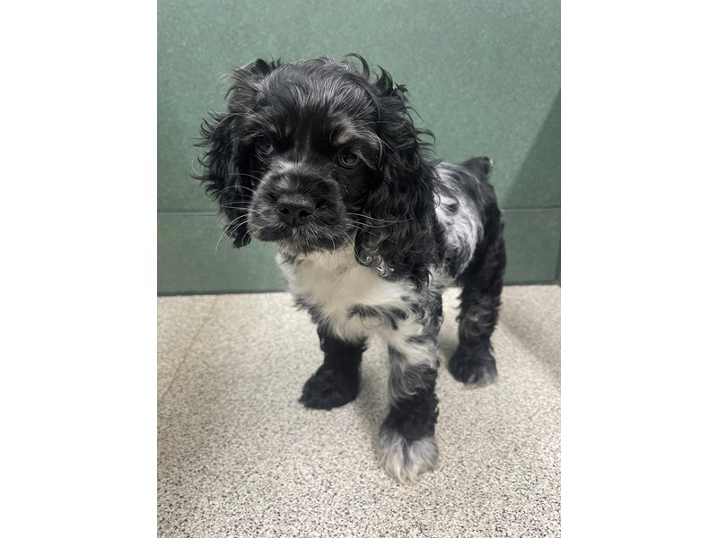 Cocker Spaniel Puppy Blue Merle ID:6693 Located at Petland Montgomery ...