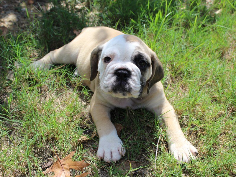 English Bulldog Puppy Red Sable ID:4690 Located at Petland Montgomery ...