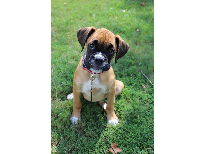Boxer – Petland Montgomery, Alabama