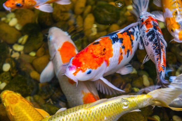 Fish Available for Sale – Petland Montgomery, Alabama