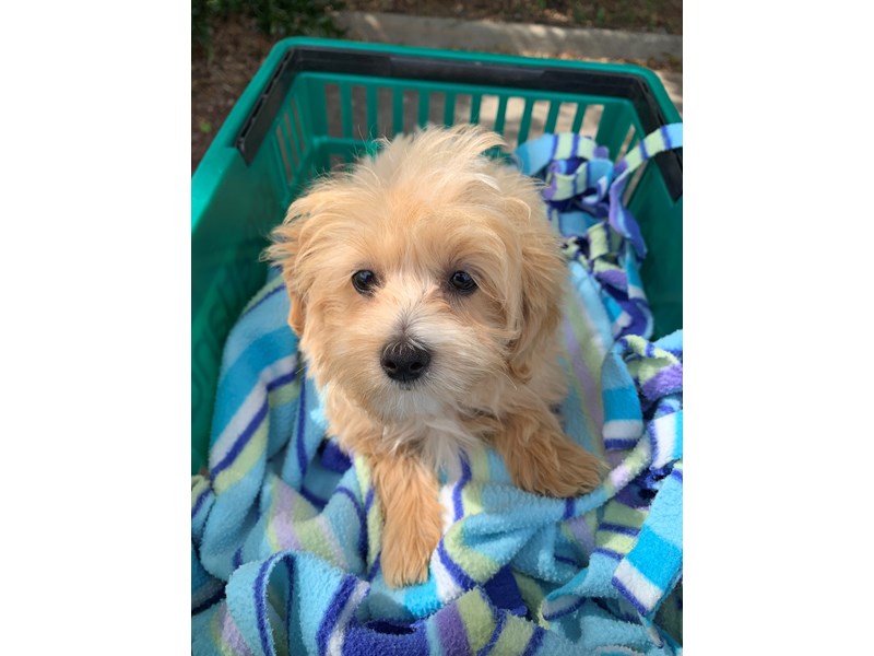 Maltipoo-DOG-Female-Cream-3922082-Petland Montgomery, Alabama