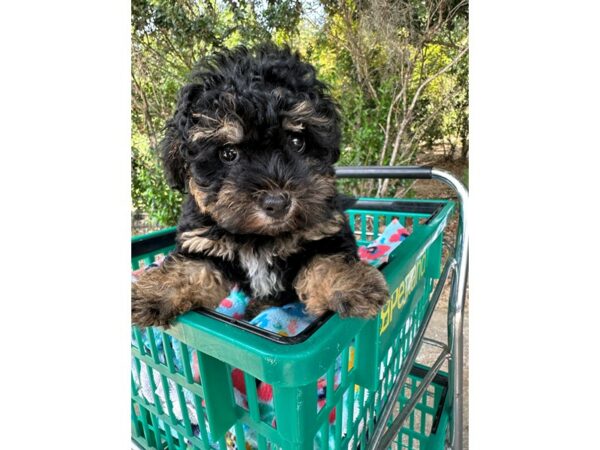 Havapoo-Dog-Male-Chocolate / Tan-4237067-Petland Montgomery, Alabama