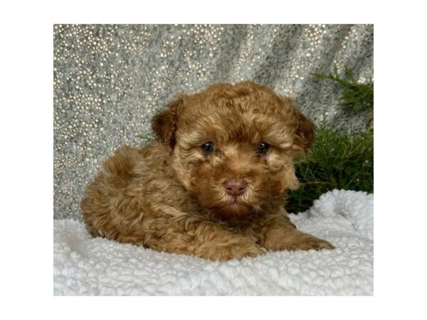 Petland Montgomery, Alabama - Buy Puppies, Pets & Dog Supplies