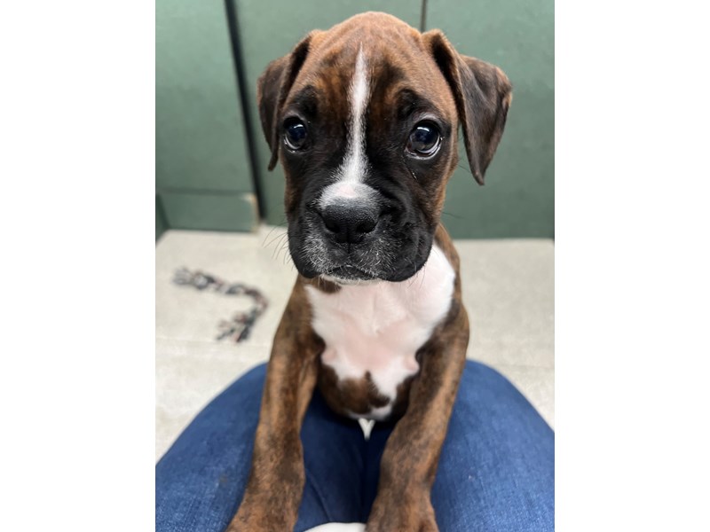 Dogs and Puppies for Sale - Petland Montgomery, Alabama Puppy Store